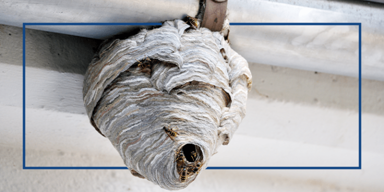 How to Keep Wasp Nests out of Your Home's Gutters